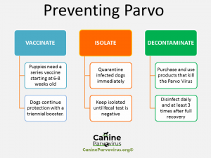 Parvo Topics - Canine Parvovirus
