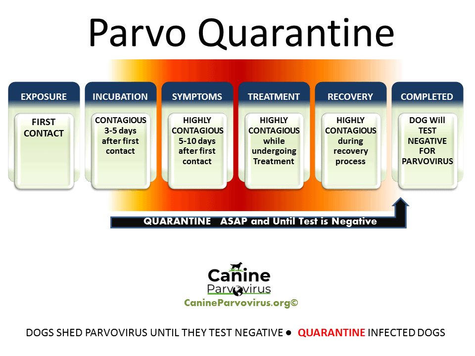 Quarantine Guide: How Long Should a Dog with Parvo Be Isolated (Chart) Quarantine Guide: How Long Should a Dog with Parvo Be Isolated (Chart)